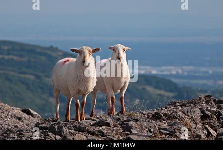 White Sheep, Minera Mountain, near Wrexham, Wales Stock Photo - Alamy