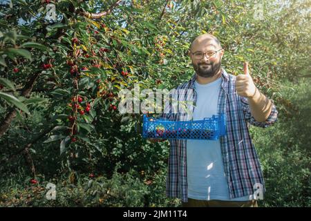 Farmer picks crop of red juicy cherry in tree agricultural orchard ...