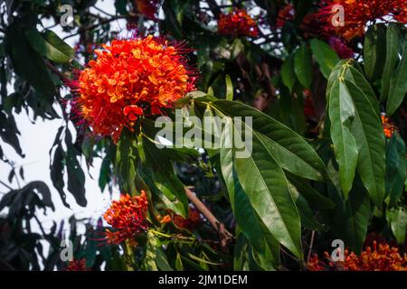Saraca asoca, commonly known as the Ashoka tree, is the state flower of ...