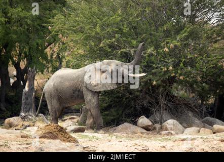 An Elephant bull browses on acacia. The acacia is one of their ...