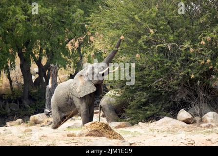 An Elephant bull browses on acacia. The acacia is one of their ...