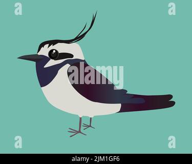 Northern lapwing is pewit, green plover, or just lapwing, is a bird in ...