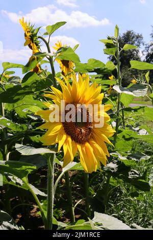 A bright yellow Sunflower, nectar source , food for insects and birds ...