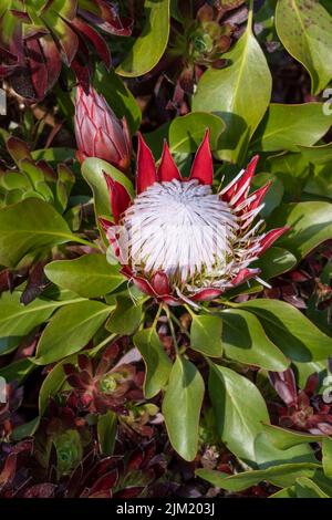 Queen Protea Protea magnifica Stock Photo - Alamy