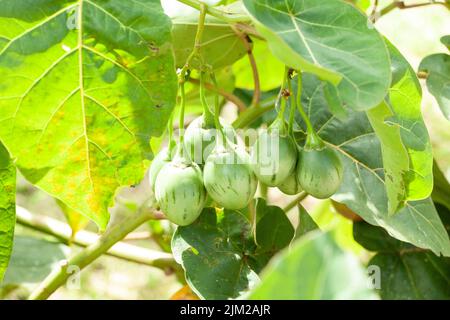 Tree tomato tamarillo exotic fruit - Solanum betaceum Stock Photo - Alamy