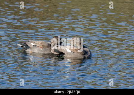 Male and female gadwalls on a small lake in Baildon, Yorkshire. The ...