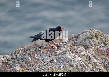 Red-billed Chough on rocks on Skokholm Wales UK Stock Photo - Alamy