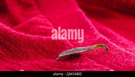 Wall moth larvae, or clothing moths, feed on fur, wool, dead skin ...