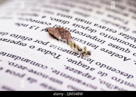 Wall moth larvae, or clothing moths, feed on fur, wool, dead skin ...