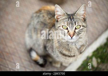 A selective focus shot of a stray orange white cat on a car roof Stock ...