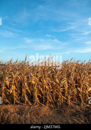 Dead corn field Stock Photo - Alamy