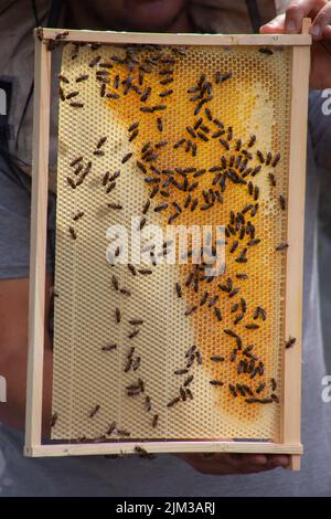 Bees build combs on new wax in a frame. The beekeeper looks at the work ...