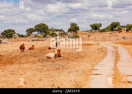 lonely tree at a farm in alentejo the south of Portugal typical ...