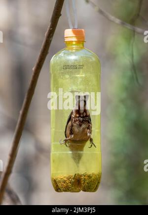 A vertical shot of a Eurasian nuthatch or wood nuthatch (Sitta europaea ...