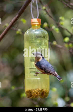 A vertical shot of a Eurasian nuthatch or wood nuthatch (Sitta europaea ...