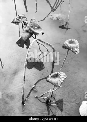 A vertical grayscale shot of plants growing on a tree Stock Photo - Alamy