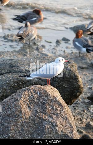 A vertical shot of a white seagull perched on a blue seashore Stock ...