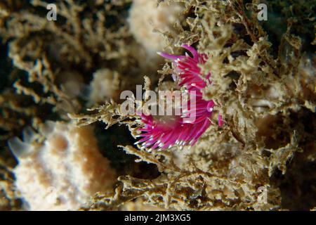 Pink Sea Slug, Coryphella pedata, Pag Island, Adriatic Sea, Croatia ...