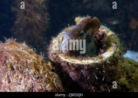 Peacock Blenny (Salaria pavo), male, Black Sea, Crimea, Ukraine Stock ...