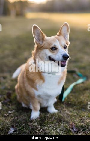 Beautiful welsh corgi dog Stock Photo - Alamy