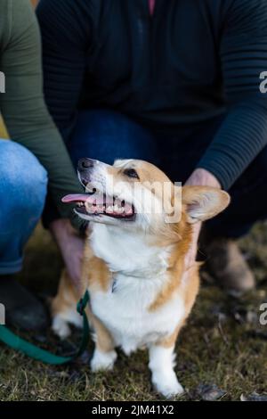 Young man with cute Corgi dog on brown background Stock Photo - Alamy