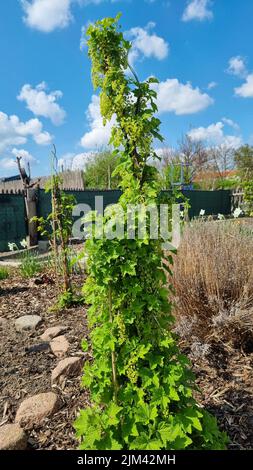 A vertical shot of a small tree growing in between rocks on a bright ...