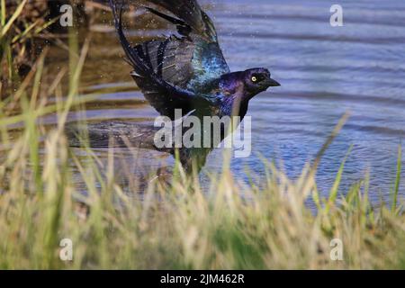 A black crow bathing in the wetlands Stock Photo - Alamy