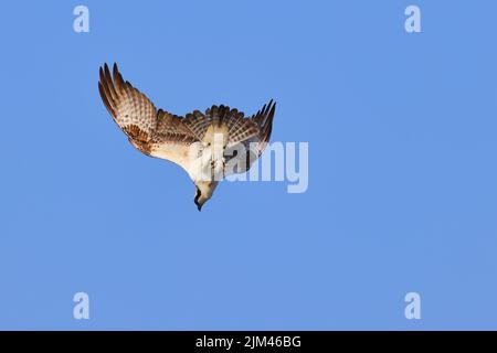 A scenic view of an Osprey soaring in the blue sky Stock Photo - Alamy