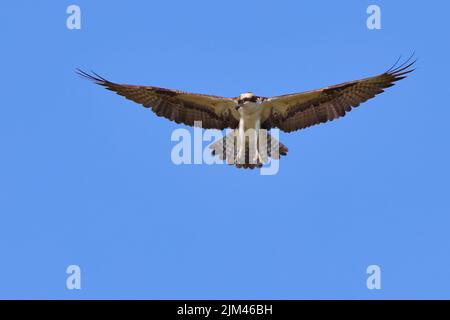 A scenic view of an Osprey soaring in the blue sky Stock Photo - Alamy