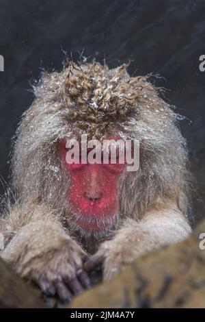 A vertical shot of a fluffy wild macaque monkey under snowfall Stock ...