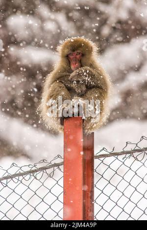 A closeup shot of a fluffy macaque on the light-grown background Stock ...