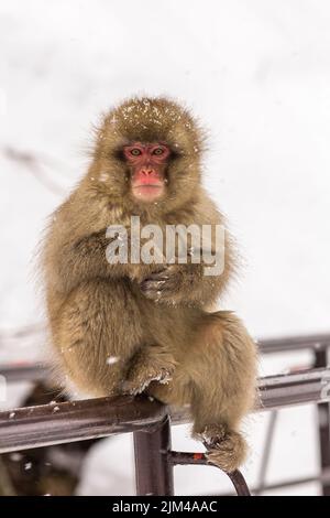 A vertical shot of a fluffy wild macaque monkey under snowfall Stock ...