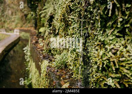 Closeup shot of a rock texture covered by moss Stock Photo - Alamy