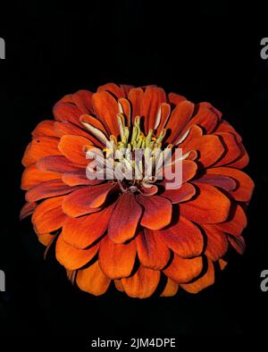 A macro shot of a beautiful Peruvian zinnia flower outdoors Stock Photo ...
