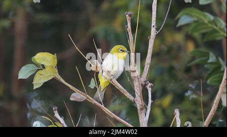 A closeup shot of a white bird perching on the roof Stock Photo - Alamy