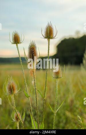 wildteasel in a flowerfield in the woodland Stock Photo - Alamy