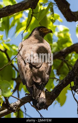 A besra sparrowhawk in a tree in India, Accipiter virgatus, bird of ...