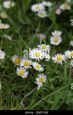 Field of daisy flowers in sunny day. Summer flower close up Stock Photo ...