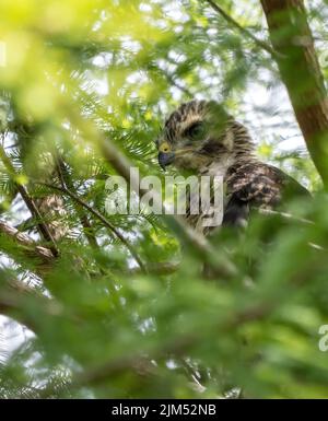 A shallow focus shot of a hawk on the hunt Stock Photo - Alamy