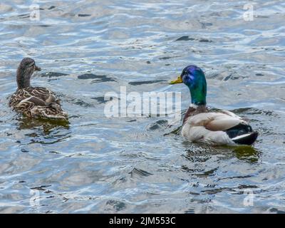 Scenic view of ducks peacefully swimming in the lake Stock Photo - Alamy