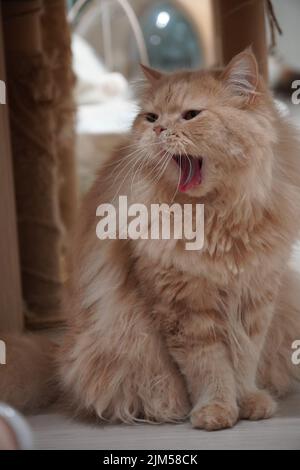 A vertical closeup of a long-haired cat in sunlight Stock Photo - Alamy