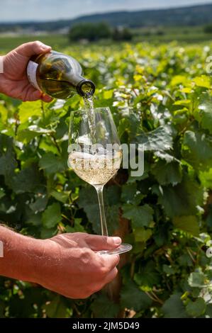 Tasting of high quality white dry wine made from Chardonnay grapes on ...