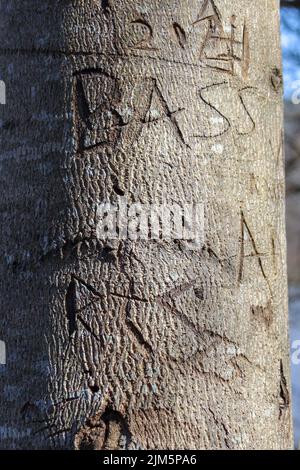 Letters and words carved into the bark of a tree Stock Photo - Alamy