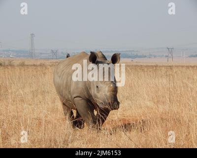 A selective of a rhino in a dry field on a sunny morning Stock Photo ...