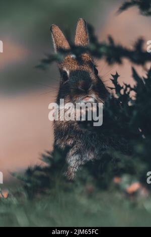 A rabbit hiding behind a tree Stock Photo - Alamy