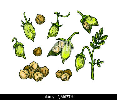 Set of chickpeas design elements. Hand drawn colorful botany collection ...