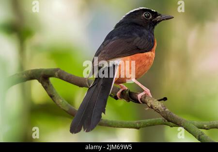A closeup shot of white-rumped shama perched on a tree branch Stock ...