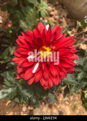 Dahlia is a member of the Compositae (also called Asteraceae) family of ...