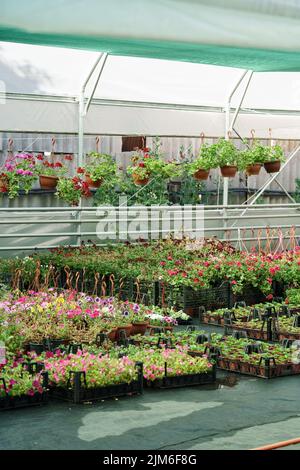 colorful ornamental plants and decorative hanging planters displayed at ...
