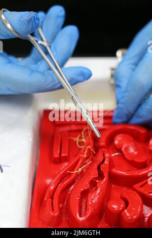 A student is learning basic surgical procedures. HAL patient manikin ...